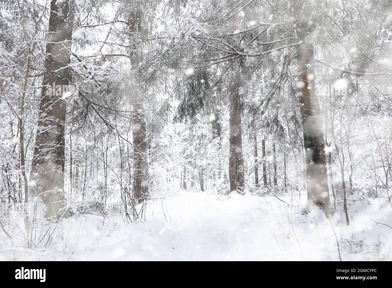 Winter landscape. Forest under the snow. Winter Park Stock Photo - Alamy