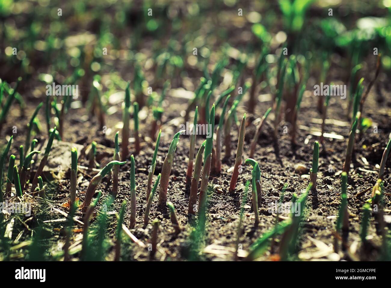 Bright spring greens at dawn in the forest. Nature comes to life in ...
