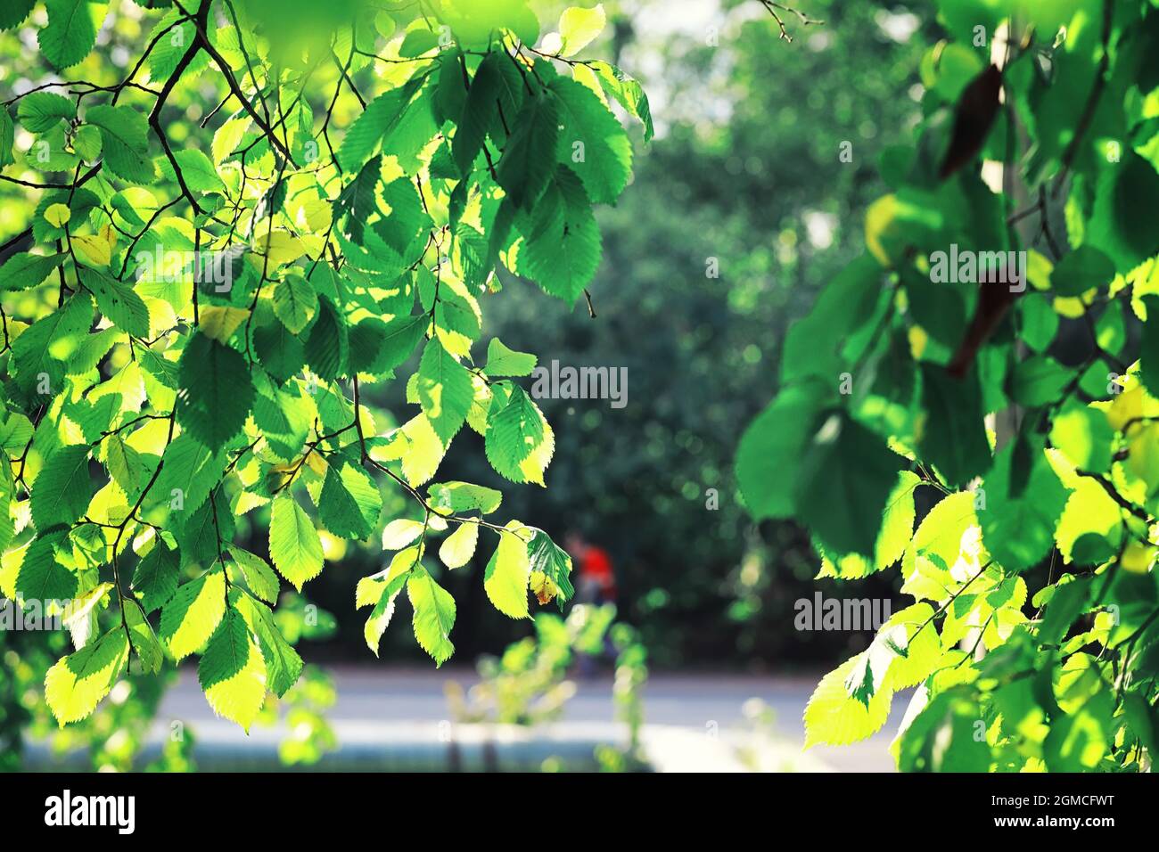 Bright spring greens at dawn in the forest. Nature comes to life in ...