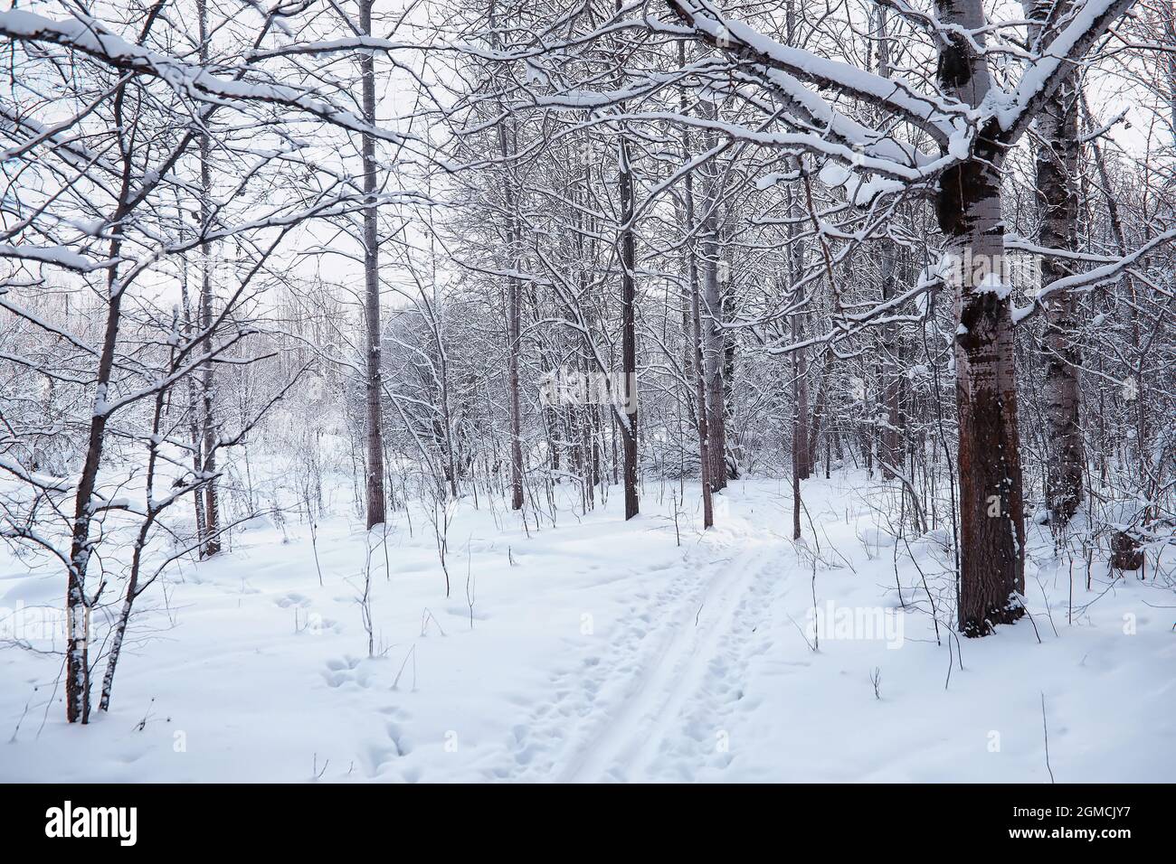 Winter forest landscape. Tall trees under snow cover. January frosty ...