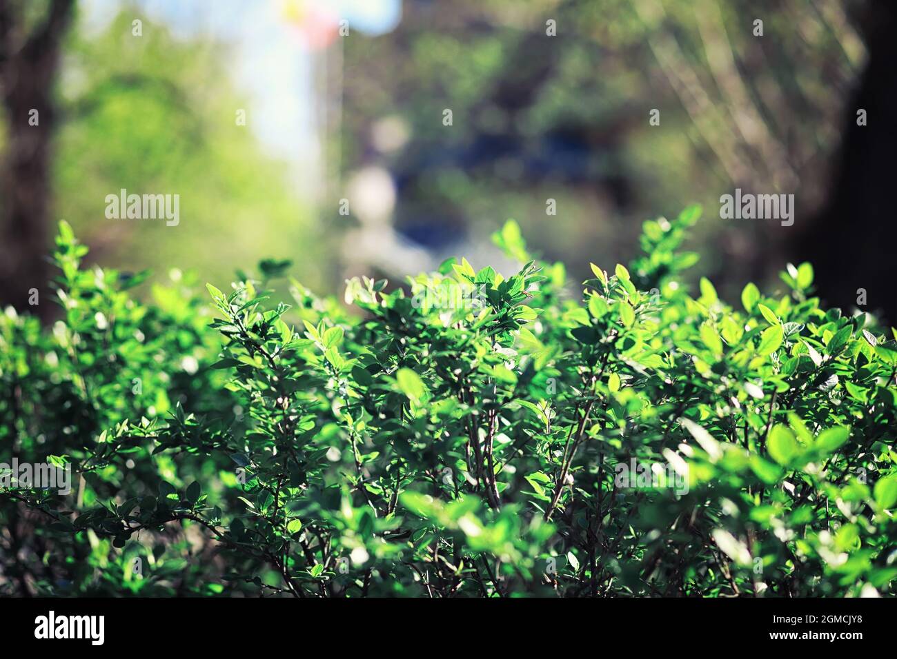 Bright spring greens at dawn in the forest. Nature comes to life in ...