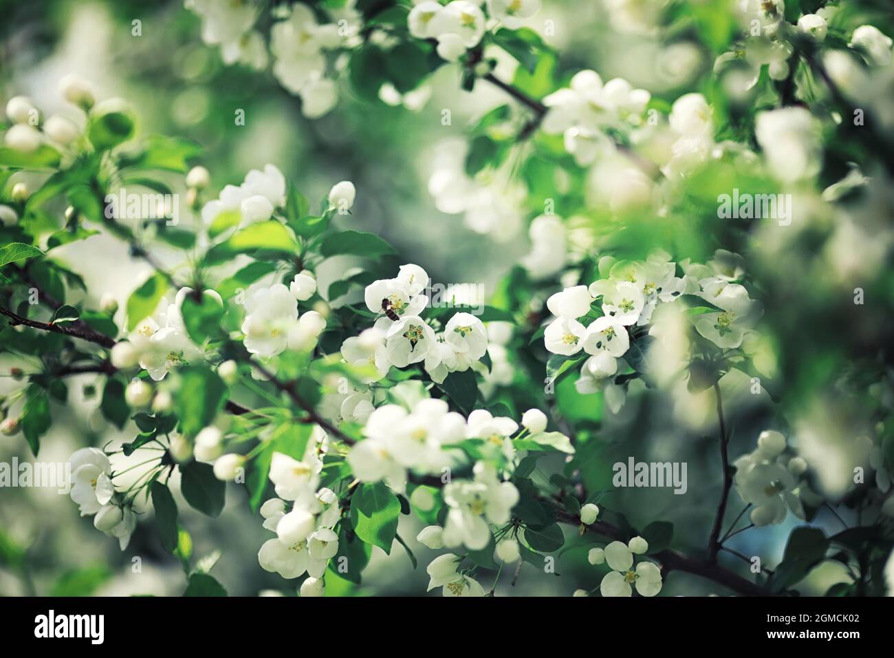 Bright spring greens at dawn in the forest. Nature comes to life in ...