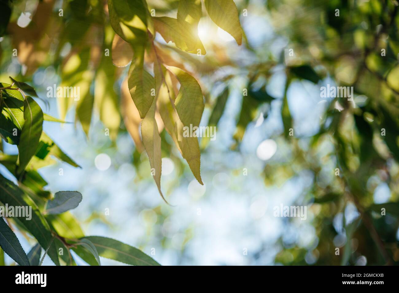 Autumn day with the sun sparkling through yellow and green autumn ...