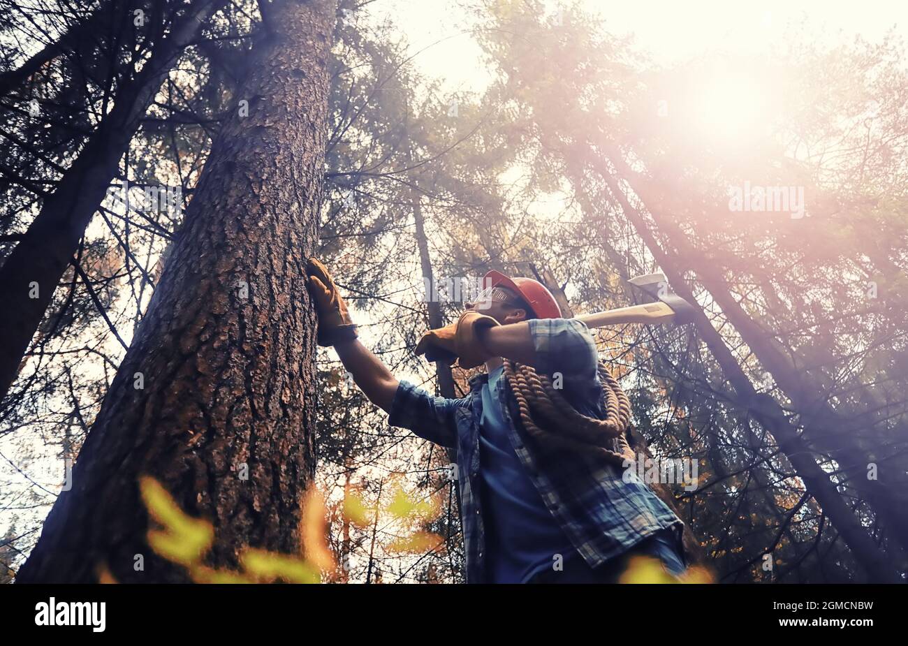 Male worker with ax chopping a tree in the forest Stock Photo - Alamy