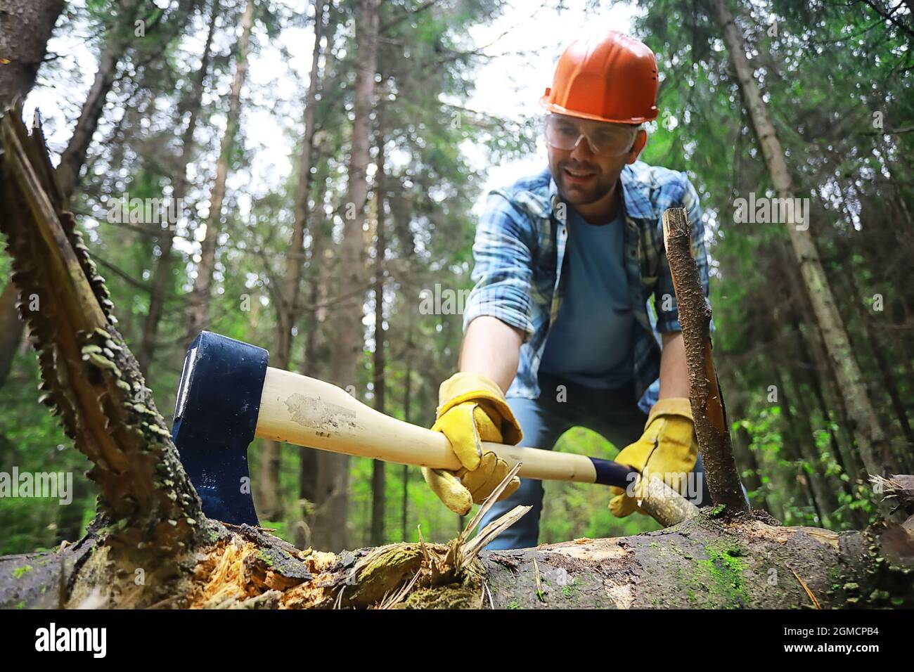 Male worker with ax chopping a tree in the forest Stock Photo - Alamy