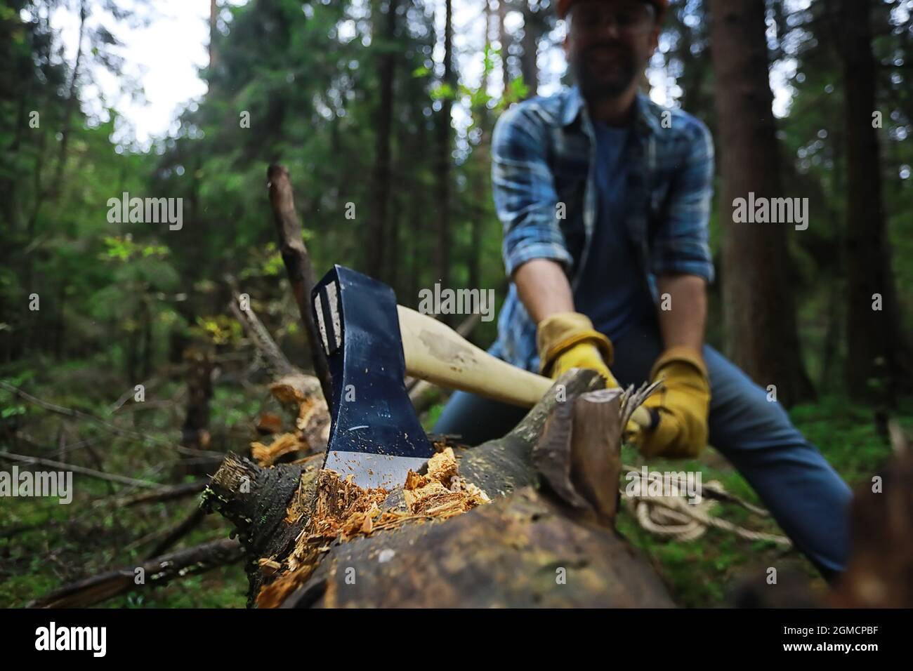 Male worker with ax chopping a tree in the forest Stock Photo - Alamy