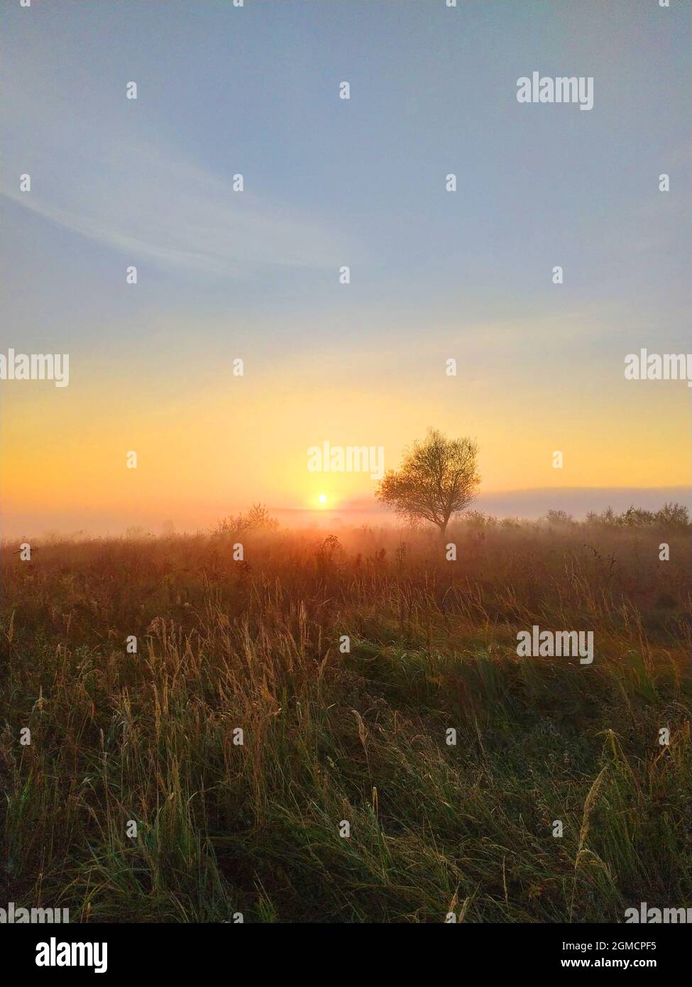 morning mist spreads in a meadow with high grass and sunrise Stock ...