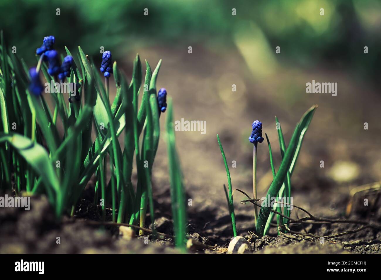 Bright spring greens at dawn in the forest. Nature comes to life in ...