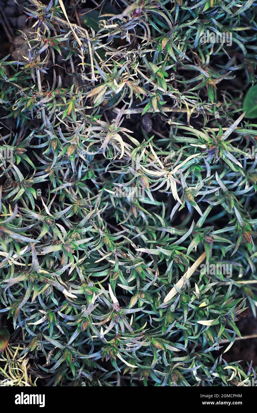 Bright spring greens at dawn in the forest. Nature comes to life in ...