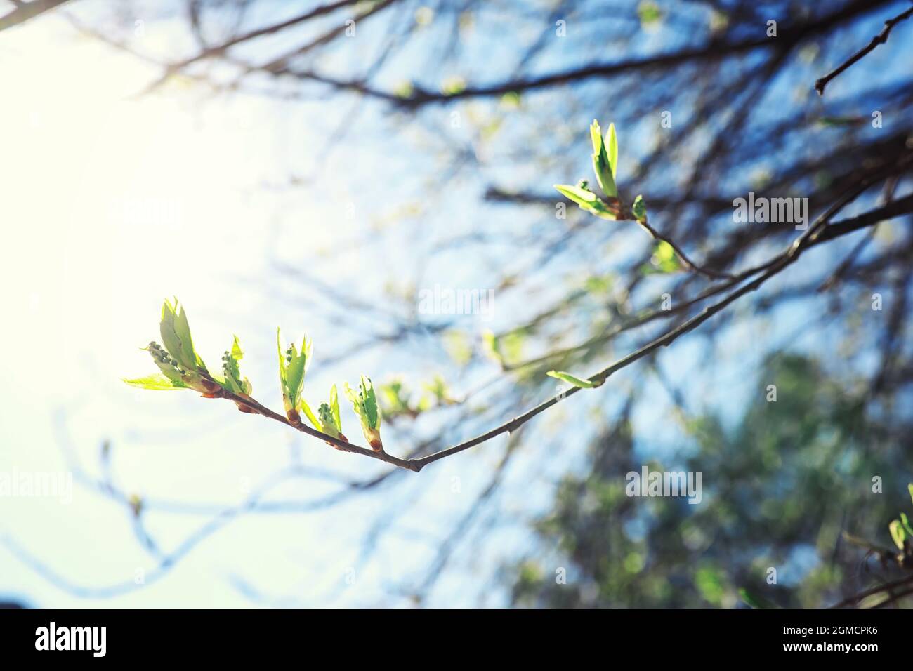 Bright spring greens at dawn in the forest. Nature comes to life in ...