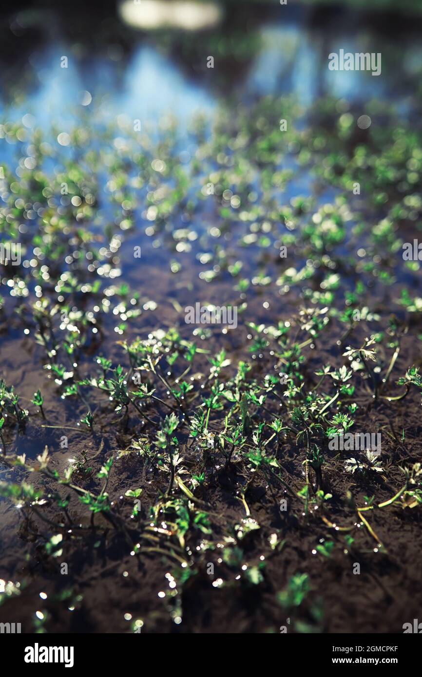 Bright spring greens at dawn in the forest. Nature comes to life in ...
