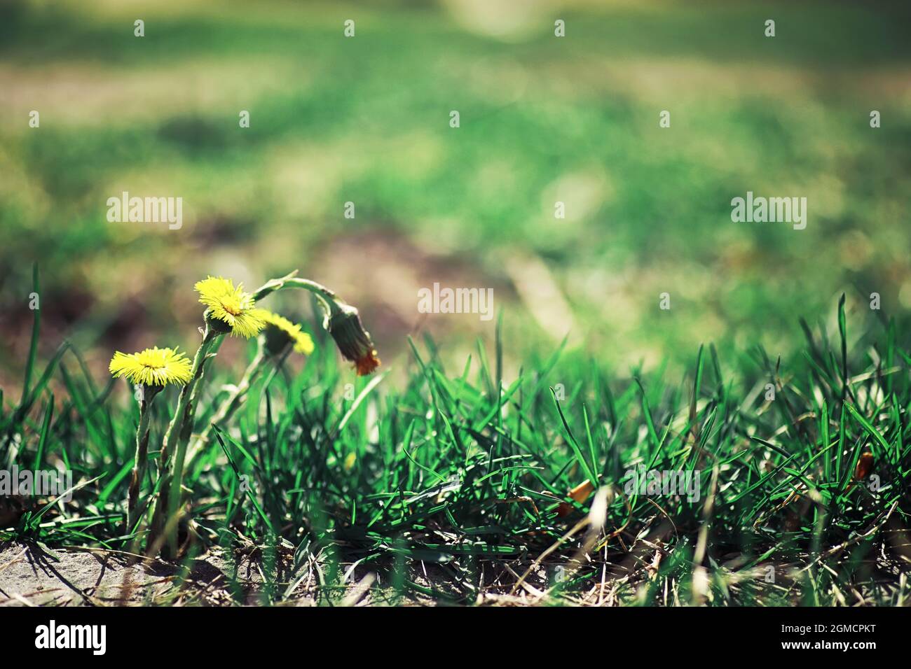 Bright spring greens at dawn in the forest. Nature comes to life in ...