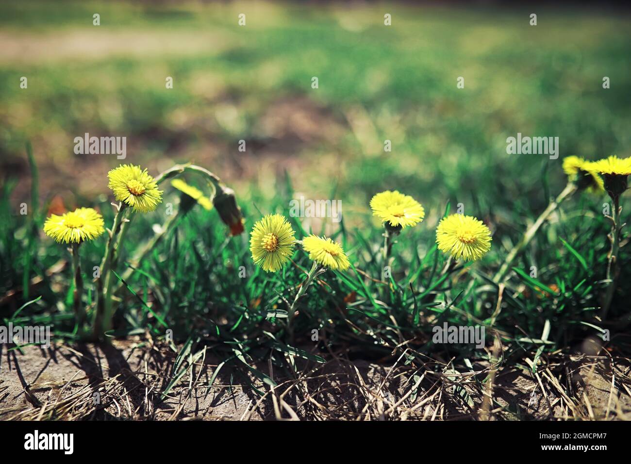 Bright spring greens at dawn in the forest. Nature comes to life in ...