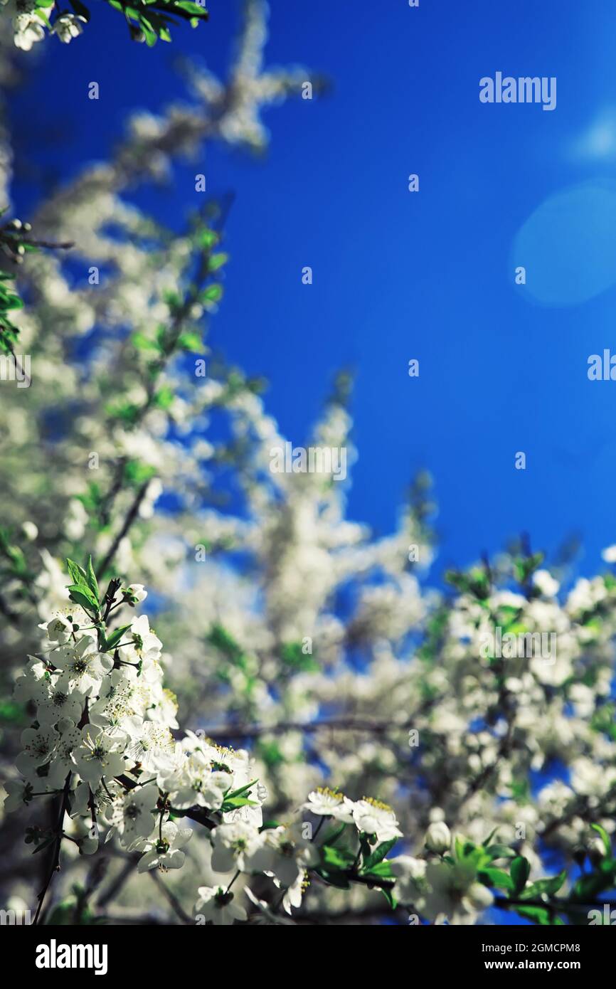 Bright spring greens at dawn in the forest. Nature comes to life in ...
