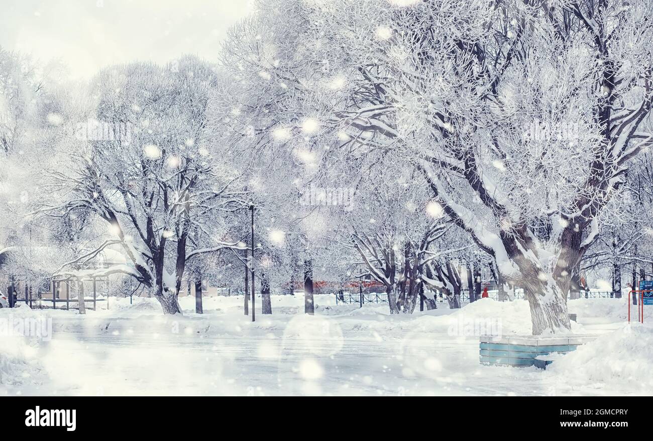 Winter forest landscape. Tall trees under snow cover. January frosty ...