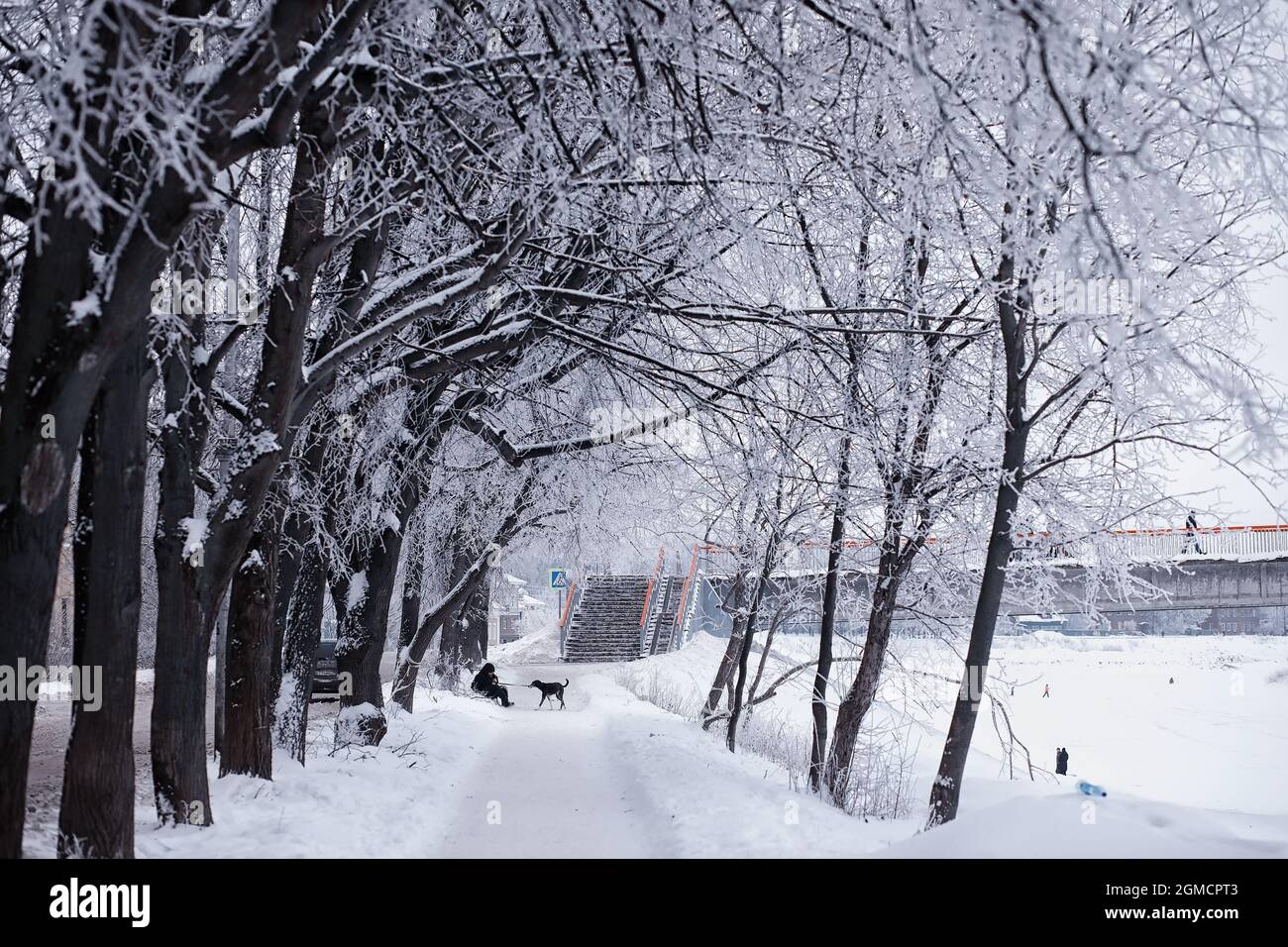 Winter forest landscape. Tall trees under snow cover. January frosty ...