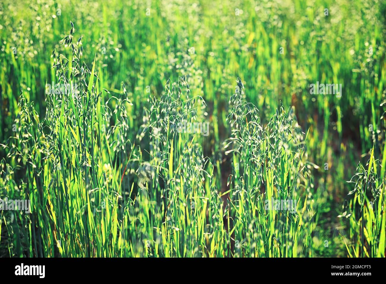 Bright spring greens at dawn in the forest. Nature comes to life in ...