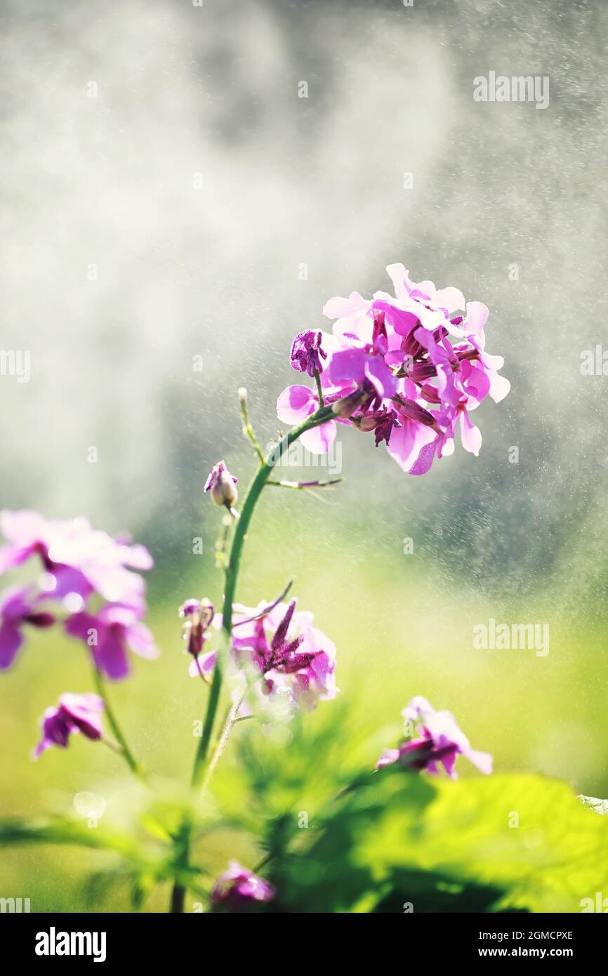 Bright spring greens at dawn in the forest. Nature comes to life in ...