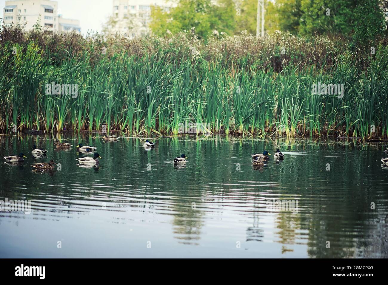 Bright spring greens at dawn in the forest. Nature comes to life in ...