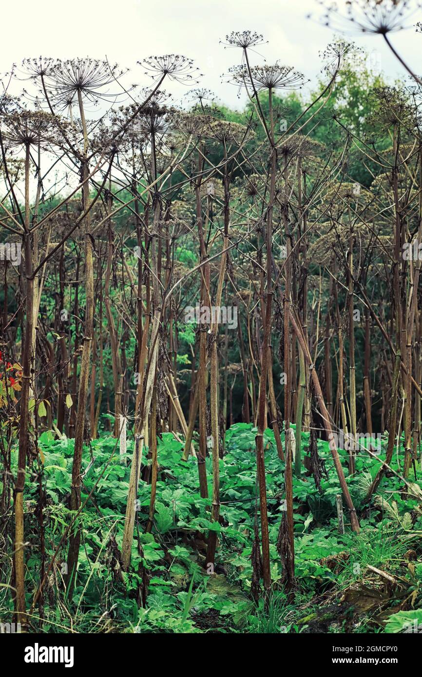 Bright spring greens at dawn in the forest. Nature comes to life in ...