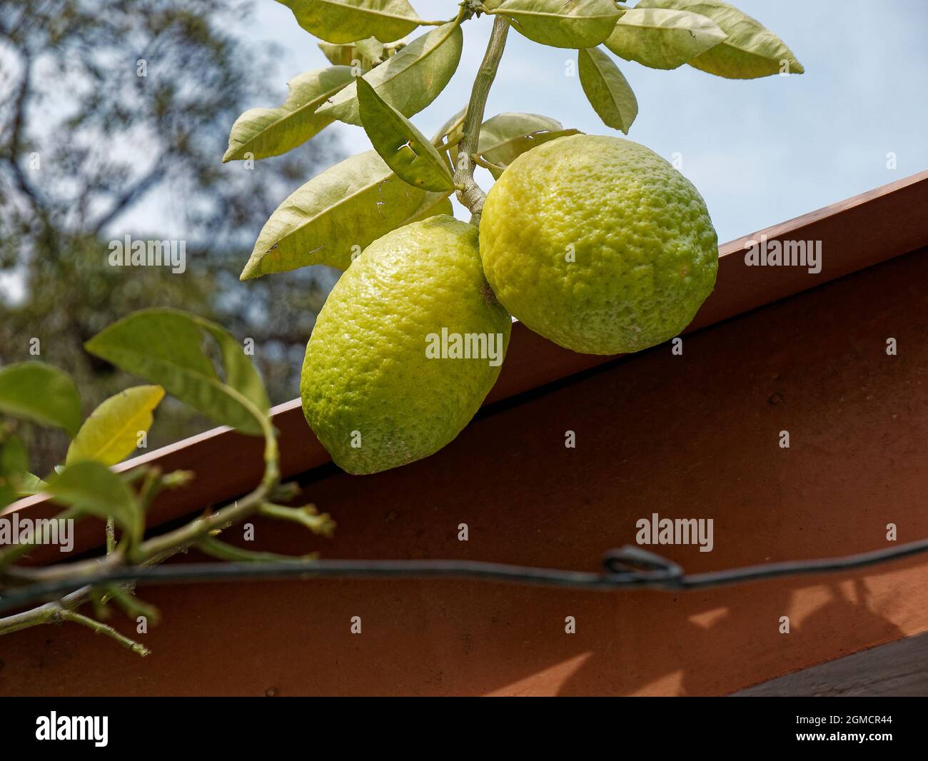 Himalayan Lemon fruit at Kausani state Uttarakhand India March 11 2020 ...