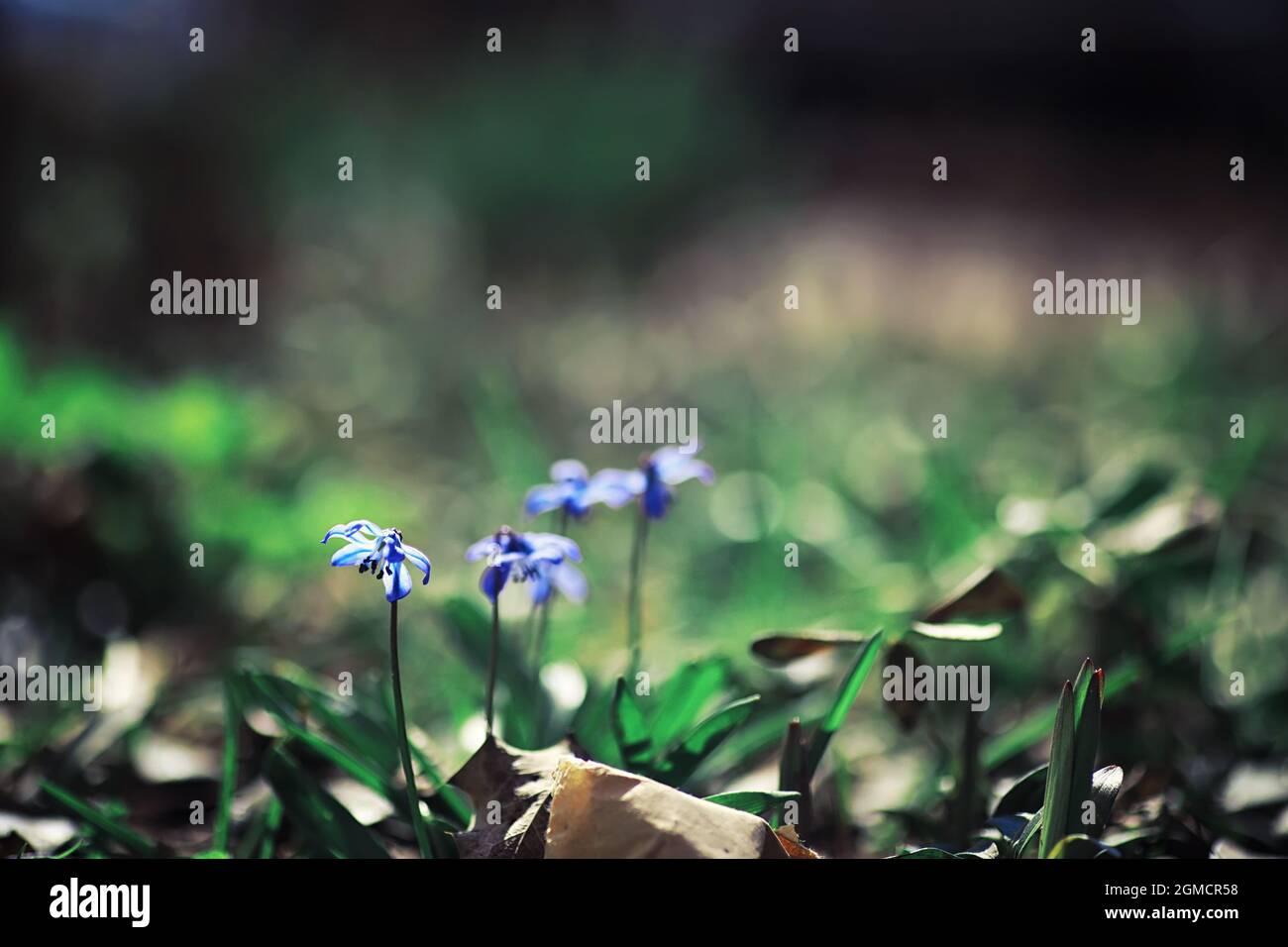 Bright spring greens at dawn in the forest. Nature comes to life in ...