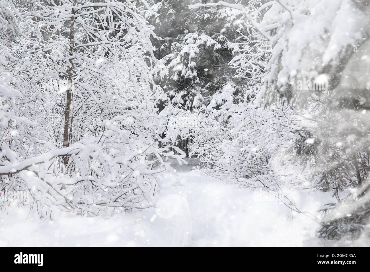 Winter landscape. Forest under the snow. Winter Park Stock Photo - Alamy