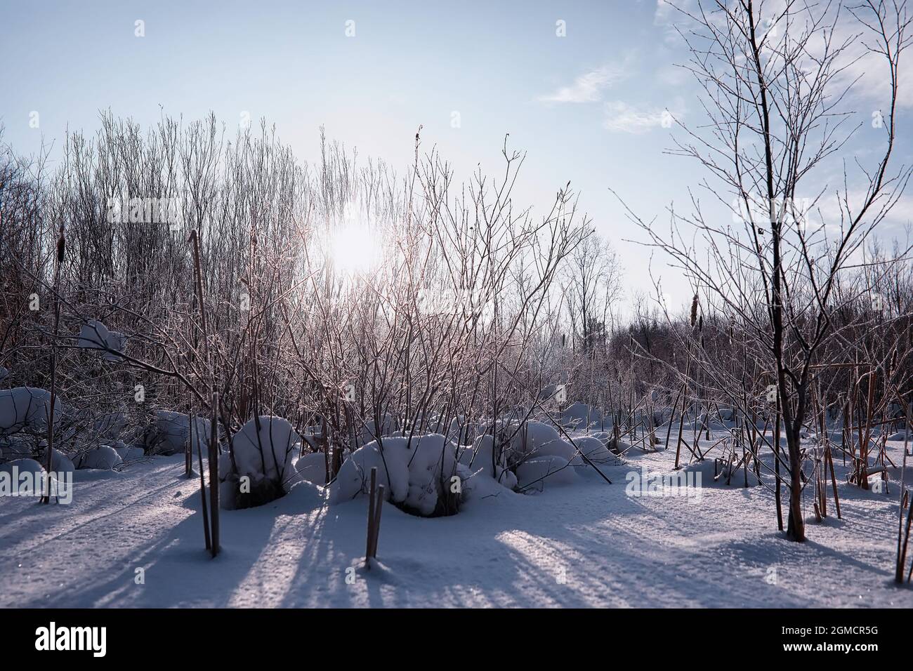 Winter forest landscape. Tall trees under snow cover. January frosty ...