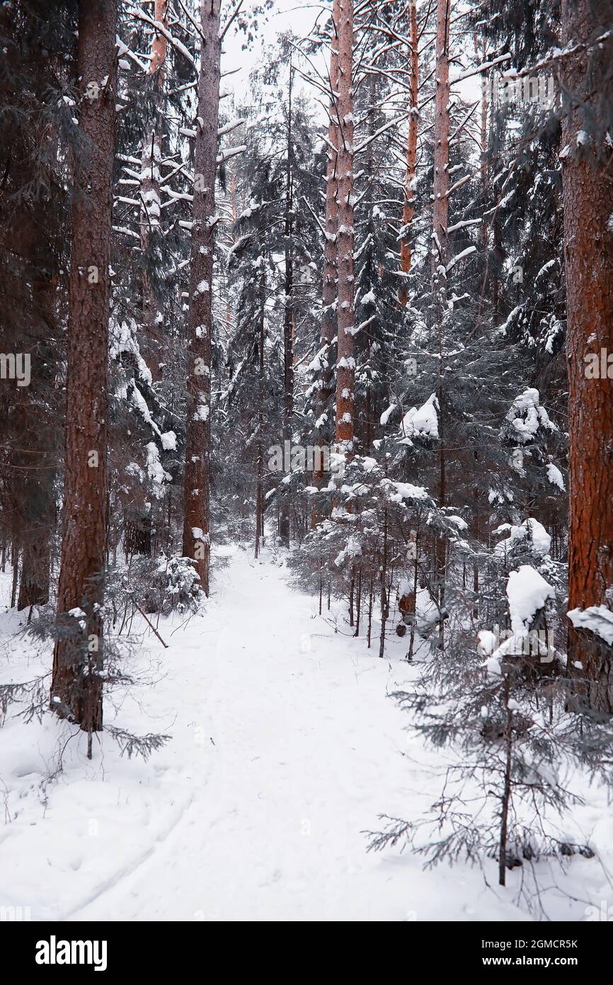 Winter forest landscape. Tall trees under snow cover. January frosty ...
