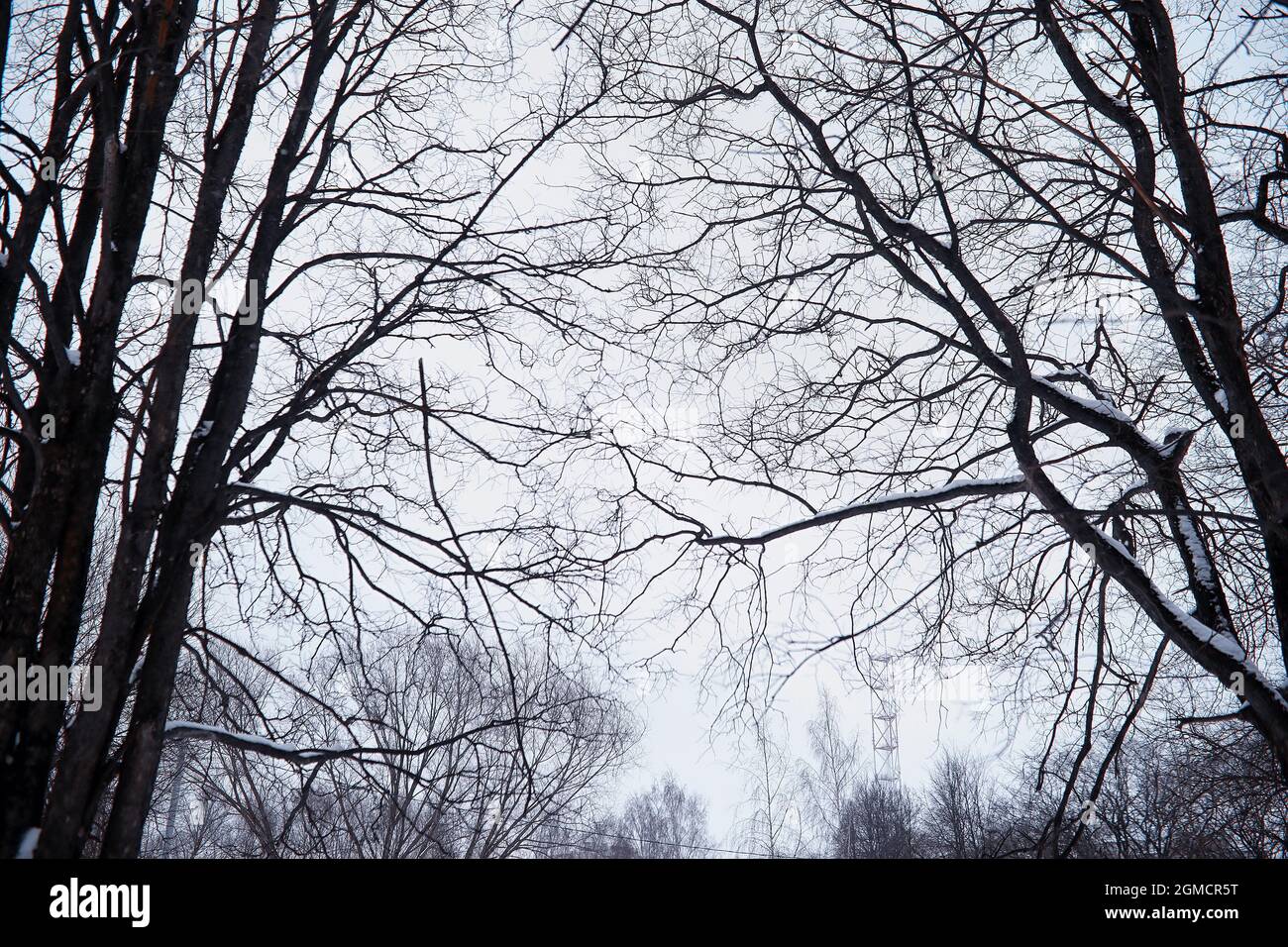 Winter forest landscape. Tall trees under snow cover. January frosty ...