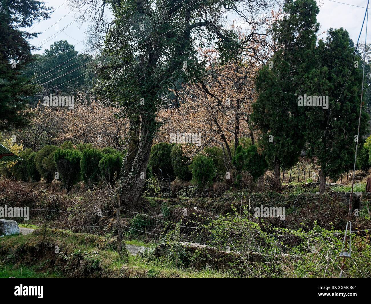 Flowering tree of Plum at kausani state Uttarakhand India March 11 2020 ...