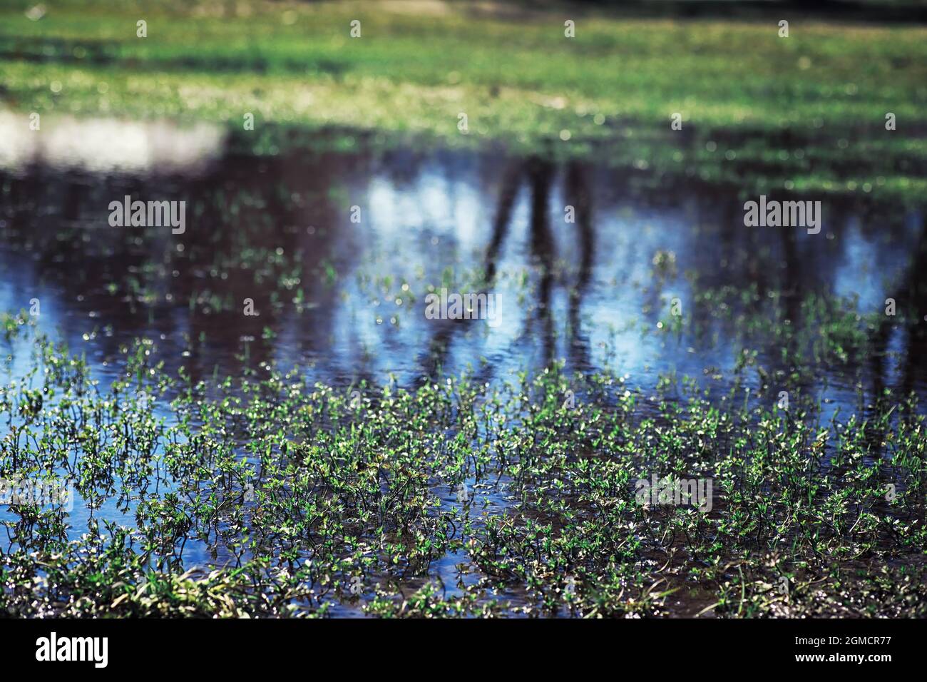 Bright spring greens at dawn in the forest. Nature comes to life in ...