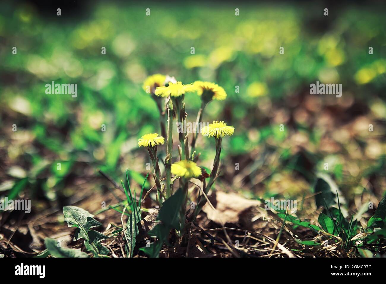 Bright spring greens at dawn in the forest. Nature comes to life in ...