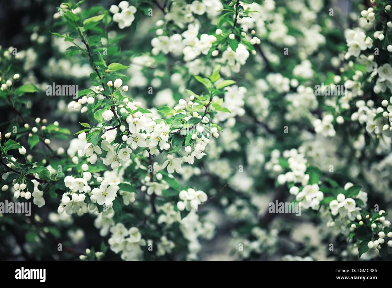 Bright spring greens at dawn in the forest. Nature comes to life in ...