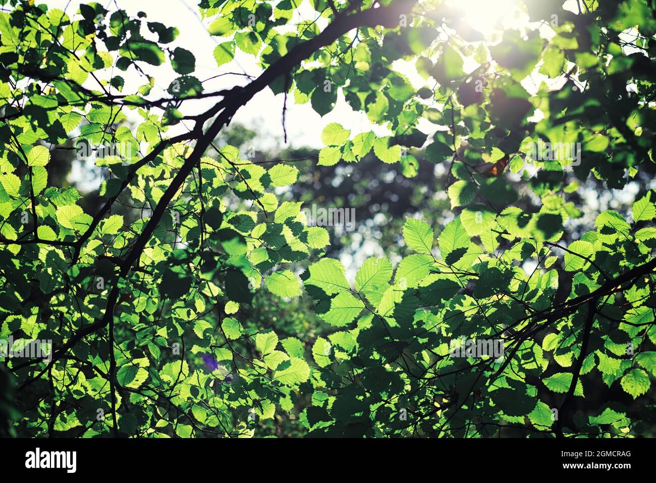 Bright spring greens at dawn in the forest. Nature comes to life in ...