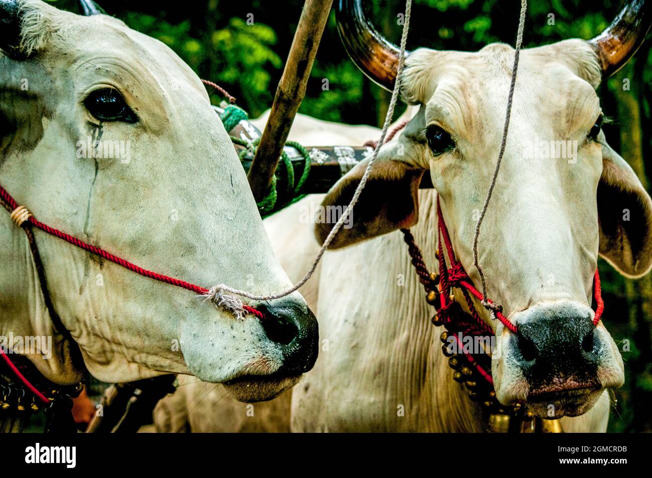 Cow race in An Giang province southern Vietnam Stock Photo - Alamy
