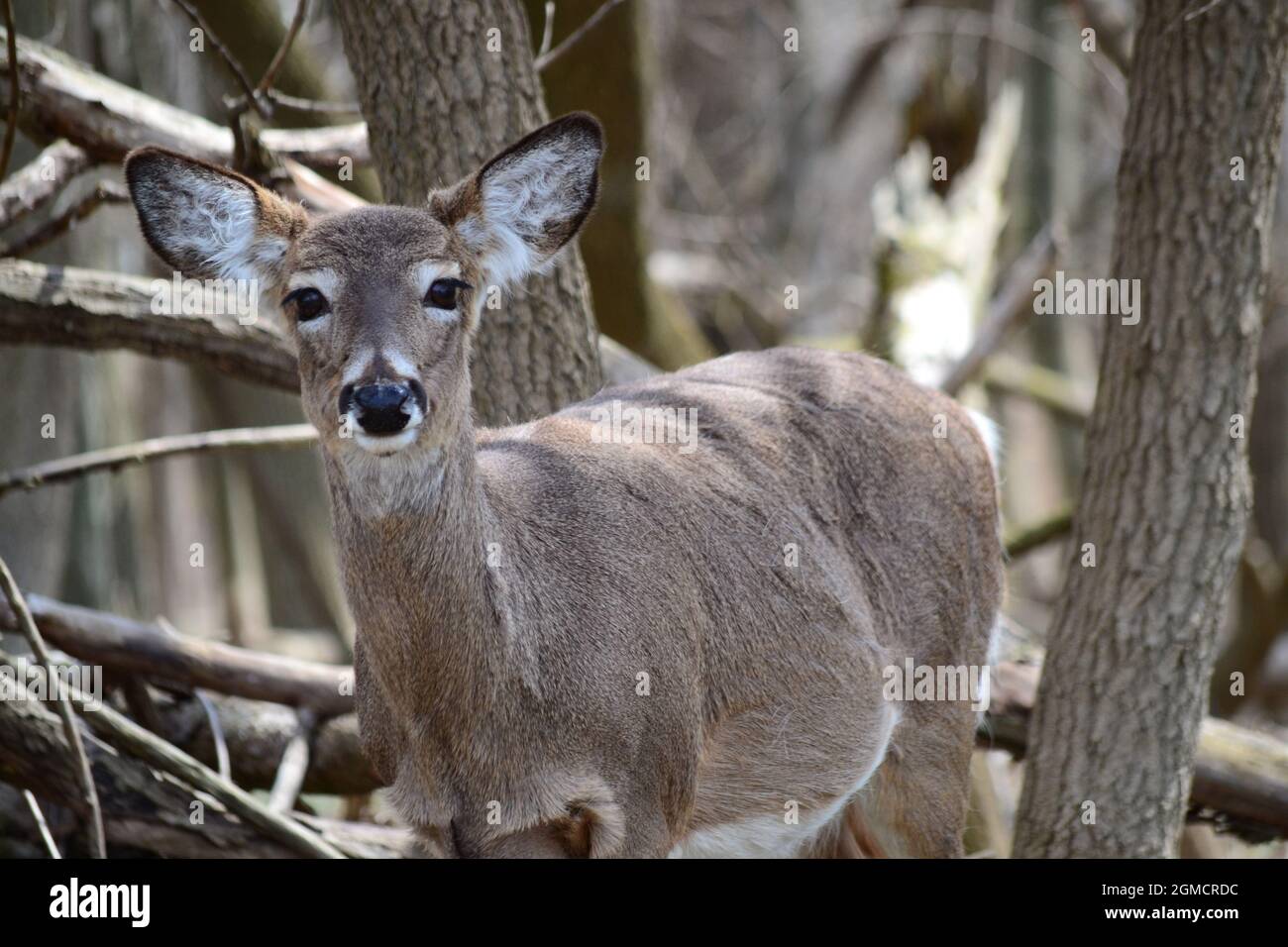 Curious trees hi-res stock photography and images - Alamy