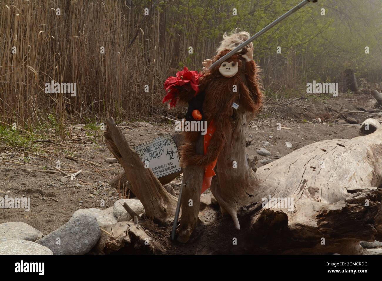 Zombie monkey hi-res stock photography and images - Alamy