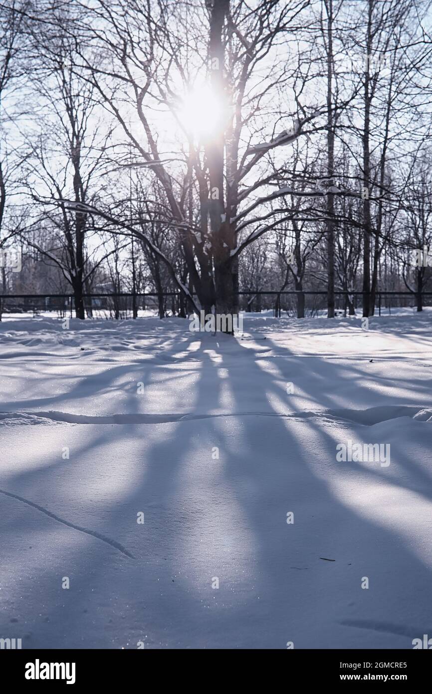 Winter forest landscape. Tall trees under snow cover. January frosty ...