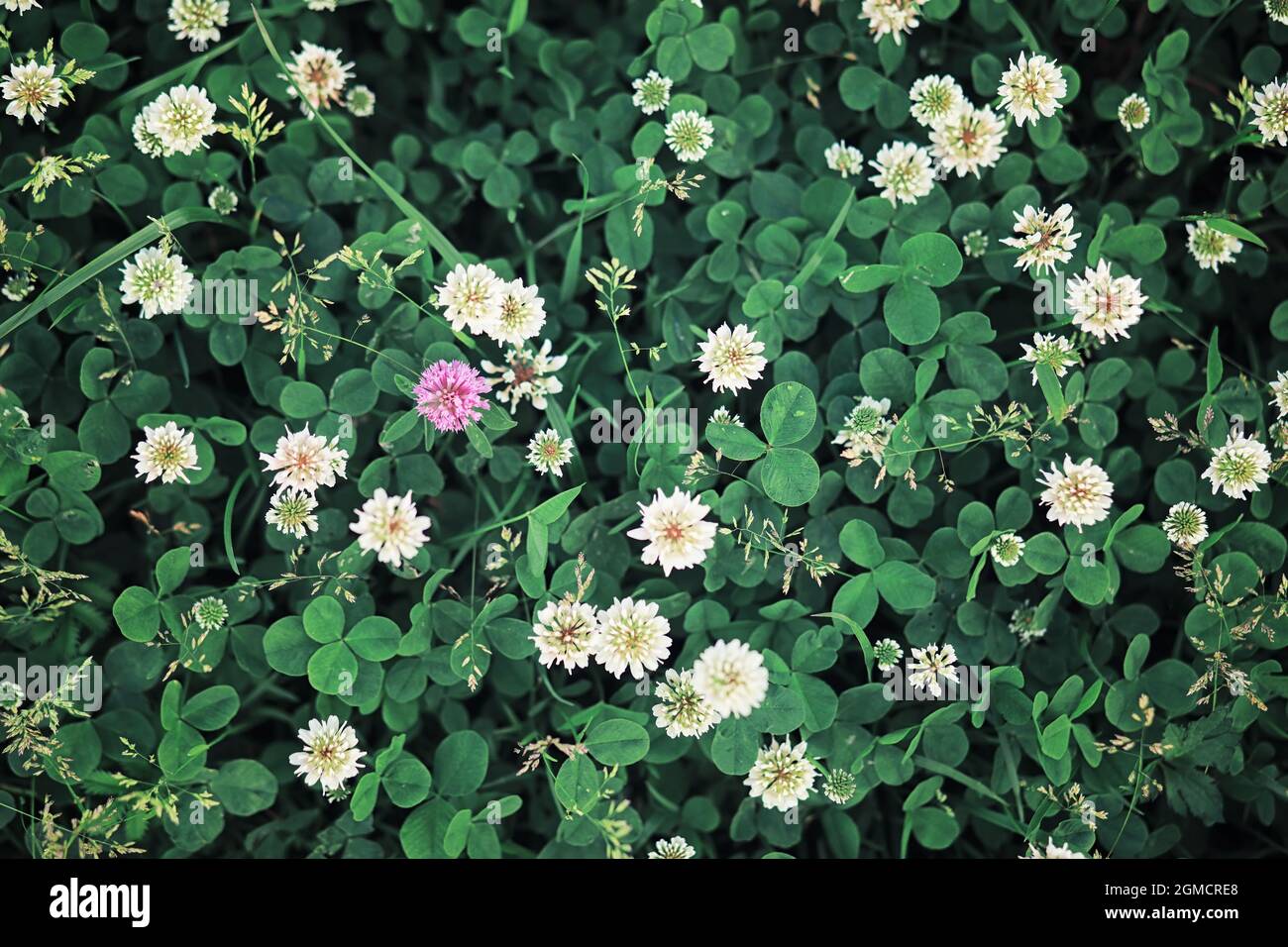 Bright spring greens at dawn in the forest. Nature comes to life in ...
