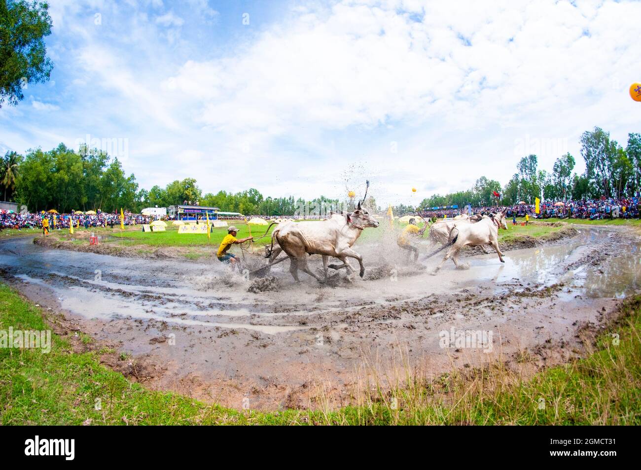 Cow race in An Giang province southern Vietnam Stock Photo - Alamy