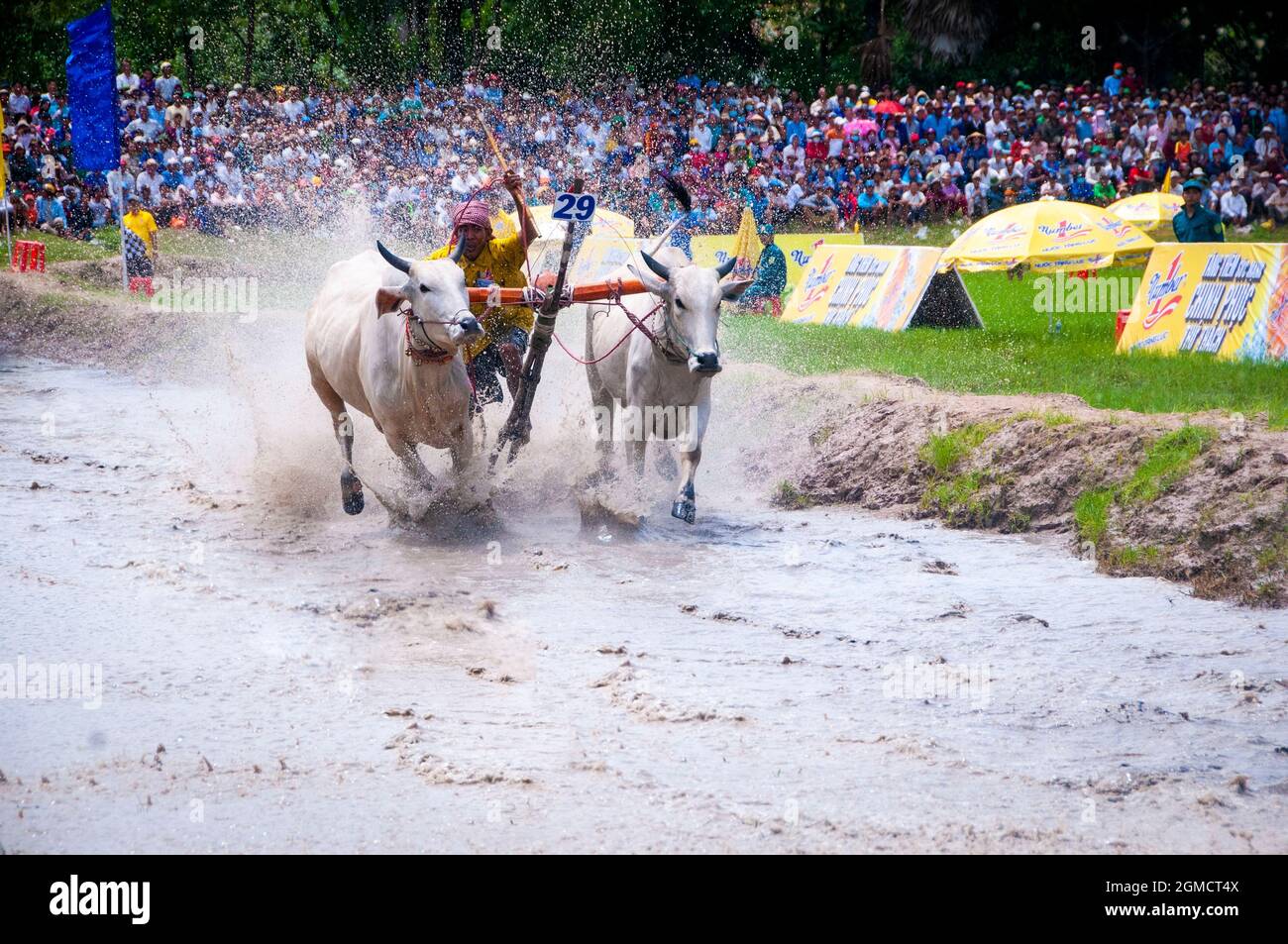 Cow race in An Giang province southern Vietnam Stock Photo - Alamy