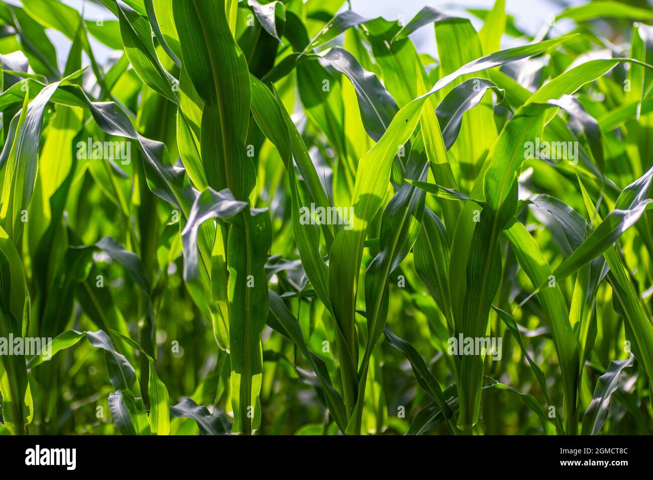 Clumps of corn plants thrive in the fields, green with young stems, for ...