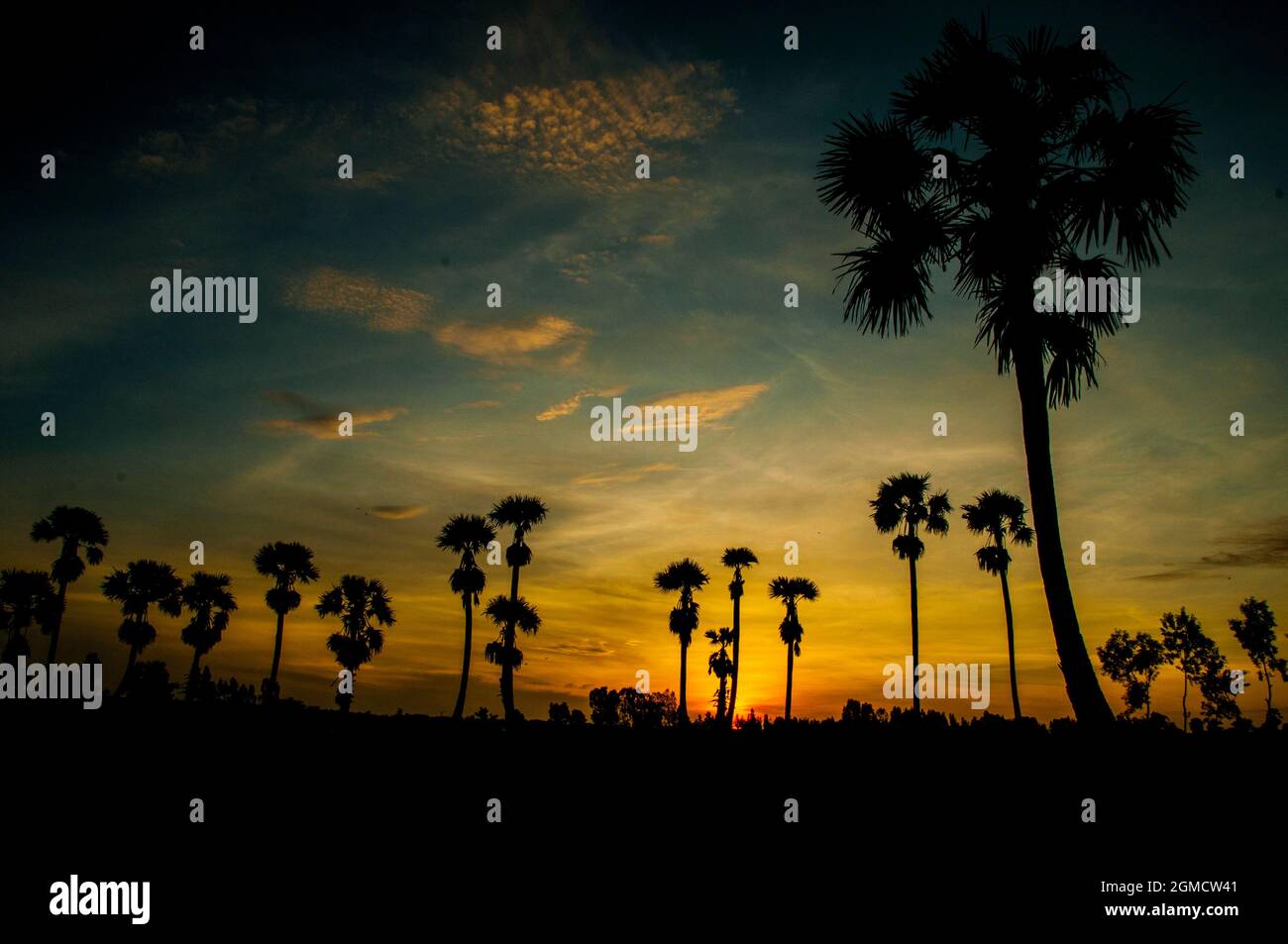 Nice palm on field in An Giang province southern Vietnam Stock Photo ...