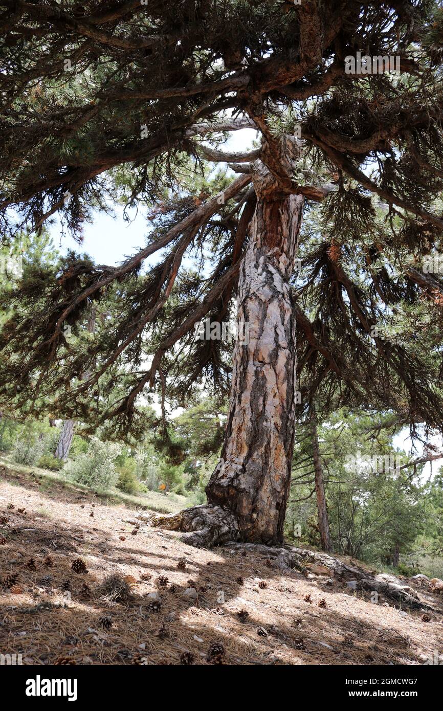 beautiful pine trees greenery field Stock Photo - Alamy