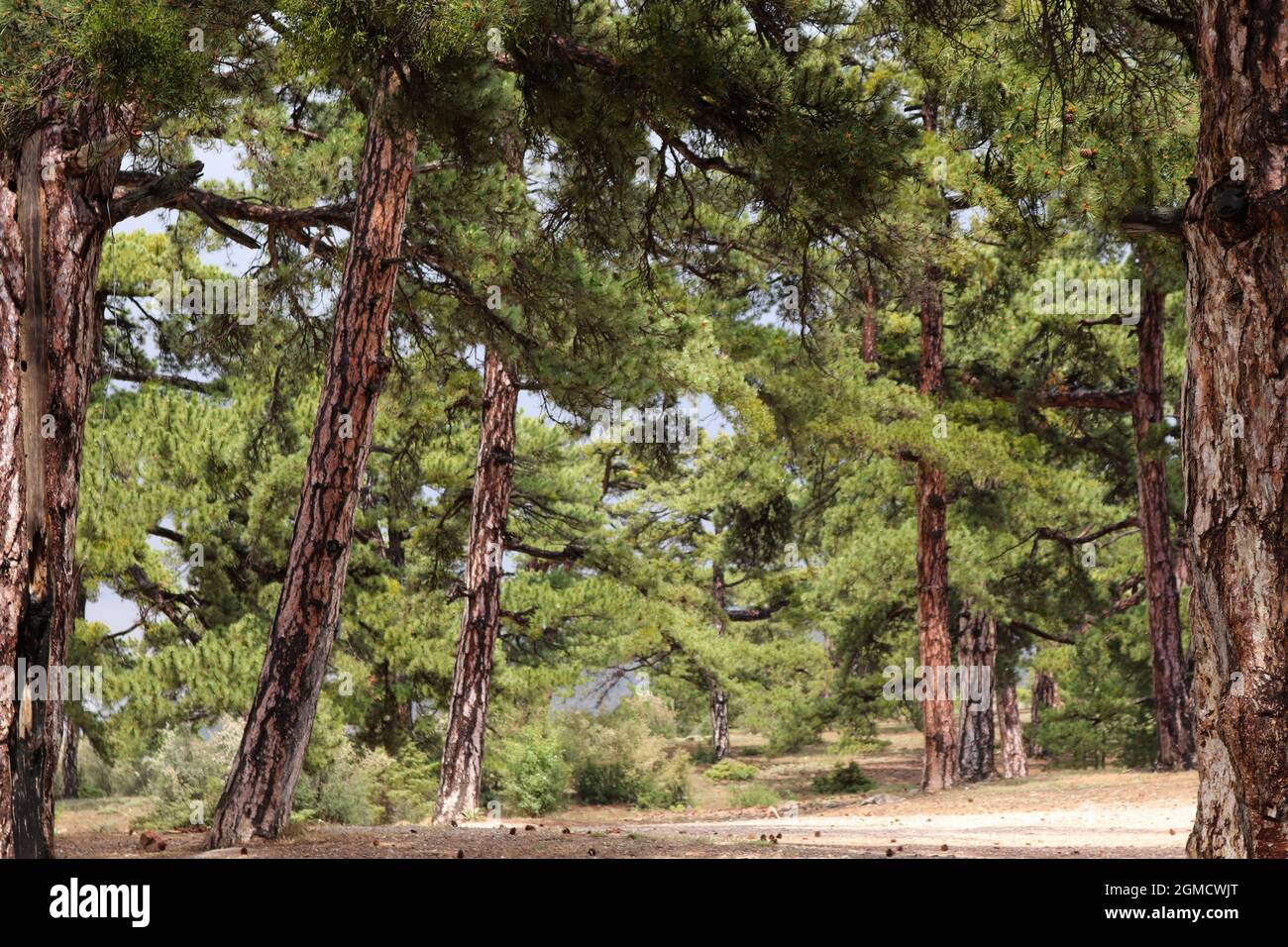 beautiful pine trees greenery field Stock Photo - Alamy