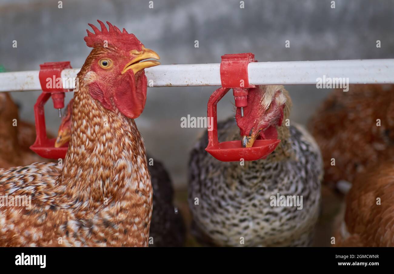 Free range organic backyard rooster Chickens drinking water by nipple ...