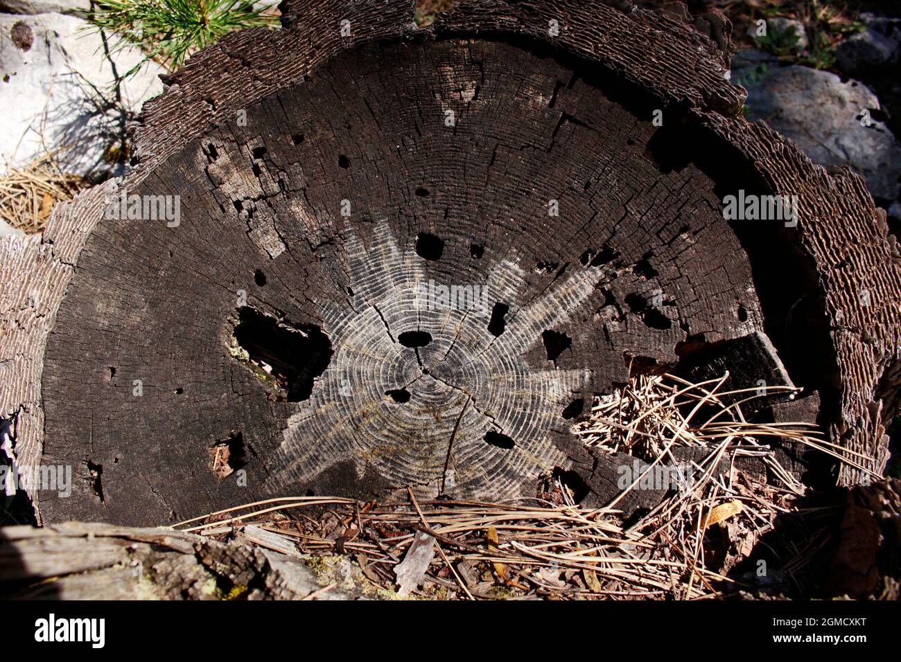 Sawn pine stump in the forest Stock Photo - Alamy