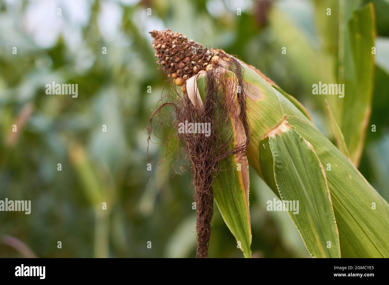 Fossil corn cob hi-res stock photography and images - Alamy
