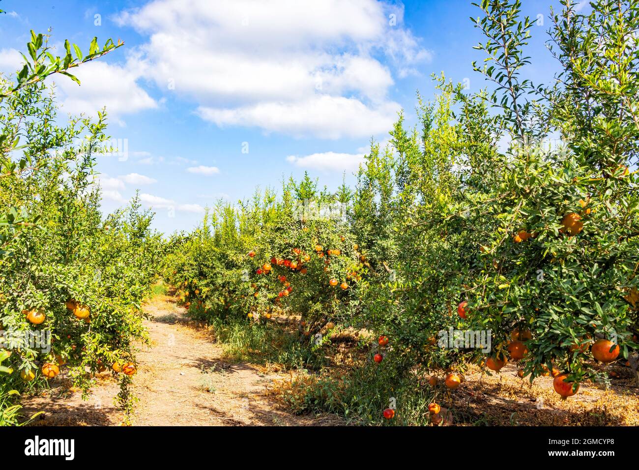 A pomegranate orchard with rows of trees with ripe fruits on the ...